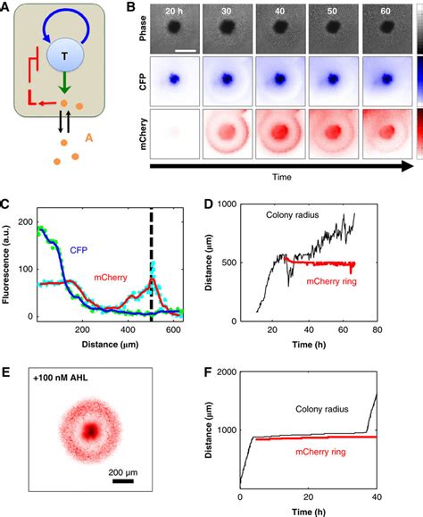 Self Organized Pattern Formation In Engineered Bacteria A Circuit