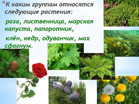 Солнце растения и мы с вами Окружающий мир 3 класс презентация онлайн