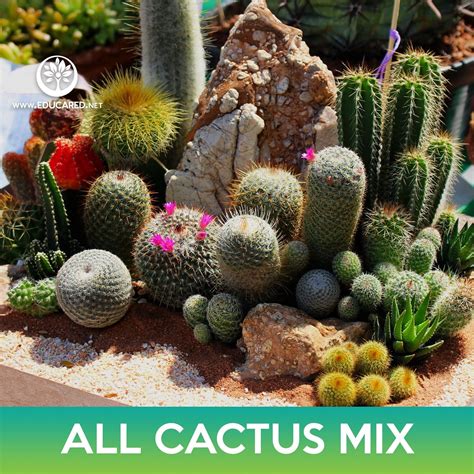 All Cactus Seeds Mix Cereus Golden Barrel Parodia Hedgehogs Mammi