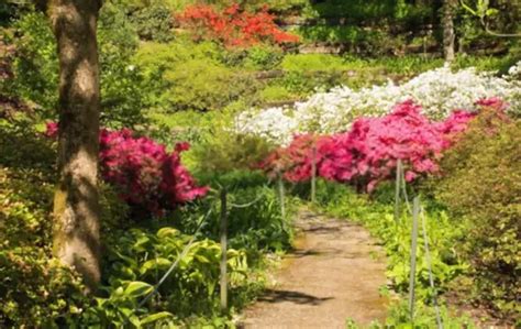 How To Grow Azaleas From Cuttings ShunCy Love The Green