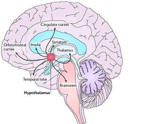 Insular Cortex Diagram