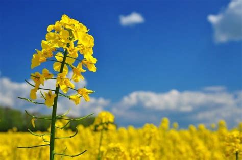 В Беларуси производство семян рапса за 5 лет выросло почти в 2 раза Общество АиФ Аргументы и