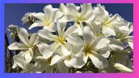 බලන්න ඔබත් මේ පාට වලින් අරලිය මල් දැකලා තියෙනවාද කියලා Araliya Youtube