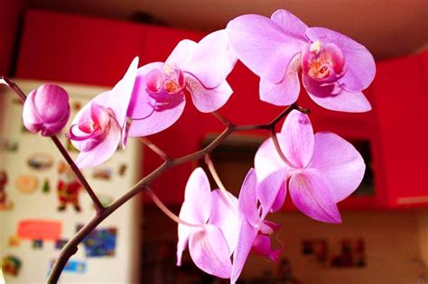 Кімнатні рослини які ідеально підходять для кухні Моє домашнє натхнення