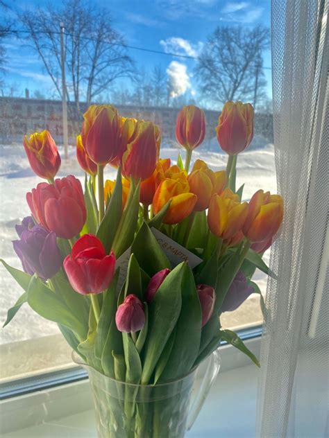 Тюльпаны💐 | Тюльпаны, Идеи подарков, Весна