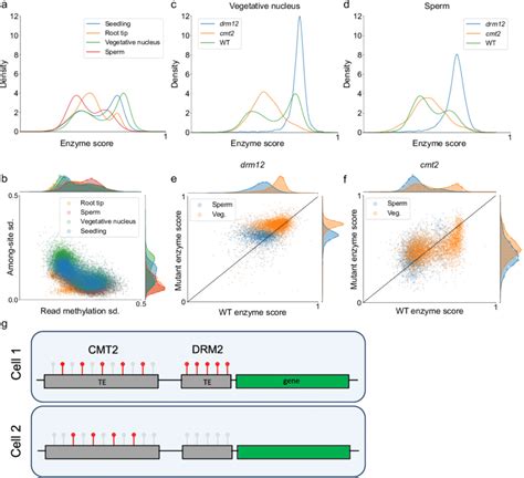 Analysis Of Tissue Specific Methylation Patterns A Distribution Of Download Scientific