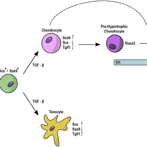 A Schematic Representation Of The Transforming Growth Factor β