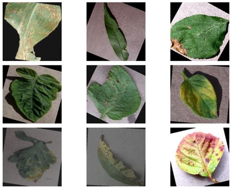 Plantvillage Dataset Disease Recognition Using Pytorch