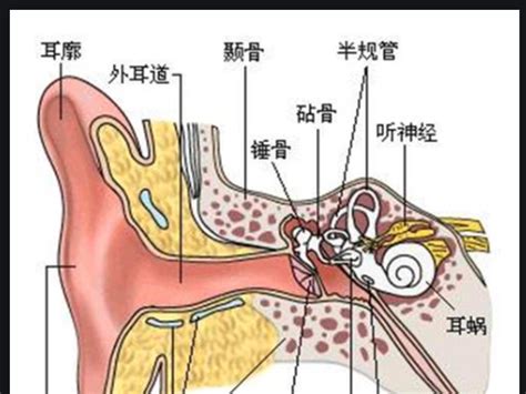 中耳的基本结构 鼓室 鼓膜 中耳 新浪新闻