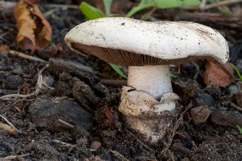Agaricus Bitorquis The Pavement Mushroom Identification And More