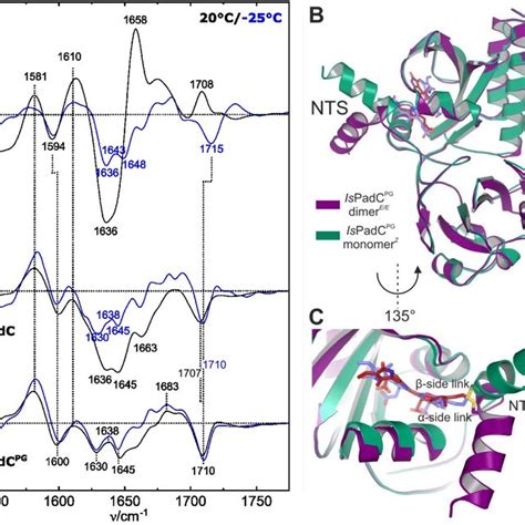 The Thiol Reagents Dithiothreitol Dtt And β Mercaptoethanol βme Download Scientific Diagram