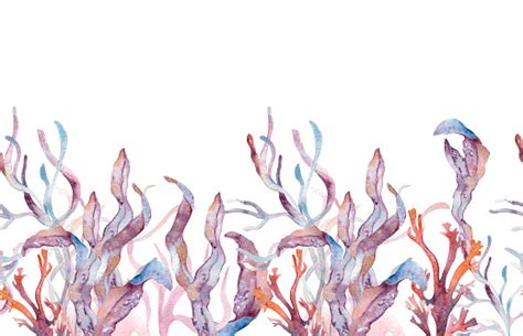 산호초 해초 바다 식물이 있는 열대 수중 풍경은 흰색 바탕에 먼지 투성이의 분홍색 톤으로 수채화합니다 해변을 테마로 한 디자인 여름 직물 및 해양 프린트를 위해 그려진