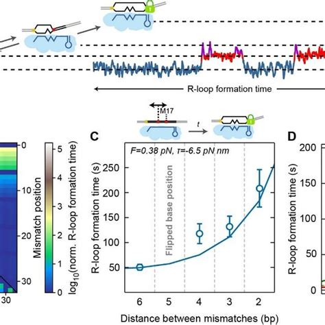 Locked R Loop Formation On Targets With Single Internal Mismatches A Download Scientific