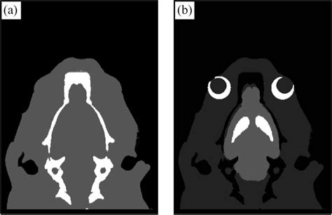Oblique Slices Of The Attenuation A And Activity B Rat Head Maps
