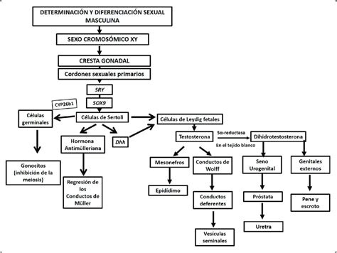 Diagrama De Flujo Del Establecimiento Del Sexo Masculino En El Download Scientific Diagram