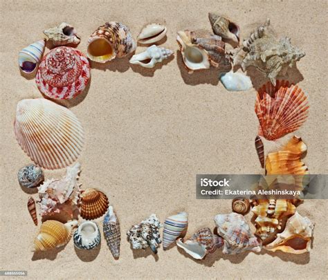 바다 쪽에 모래 배경에 화려한 아름 다운 자연 조개의 빈 공간을 가진 프레임 공란에 대한 스톡 사진 및 기타 이미지 공란 껍데기 디자인 Istock