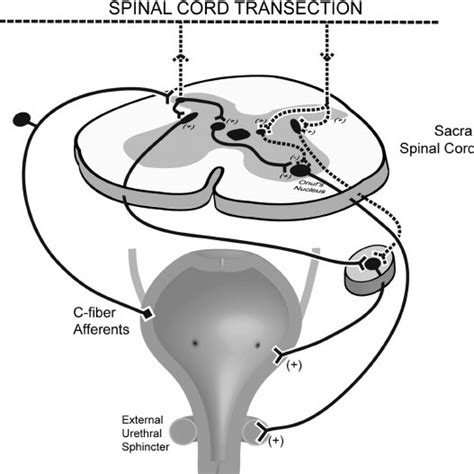Neural Pathways Controlling Voiding Reflexes Diagram Depicting The