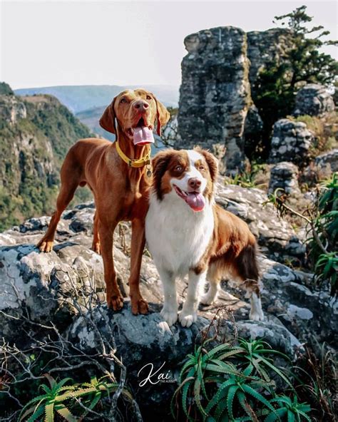 Kai 🇿🇦 Australian Shepherd Wrestling And Running Together