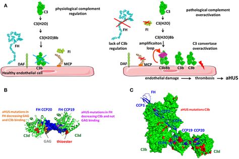 Understanding Ahus Using Structure Function Relationships A The Role
