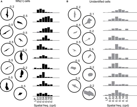 The Orientation Tuning Polar Plots And Normalized Responses To Download Scientific Diagram