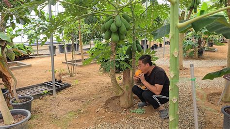씨앗 모으는 일은 언제나 즐겁다 그러나 심는 것은 재미 없다 열대과일 열대식물 파파야 Youtube
