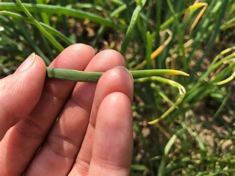 Що робити якщо жовтіють кінчики пера у цибулі — радять досвідчені дачники Читайте на Ukr Net