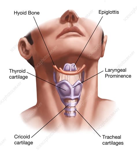 Adams Apple Inside