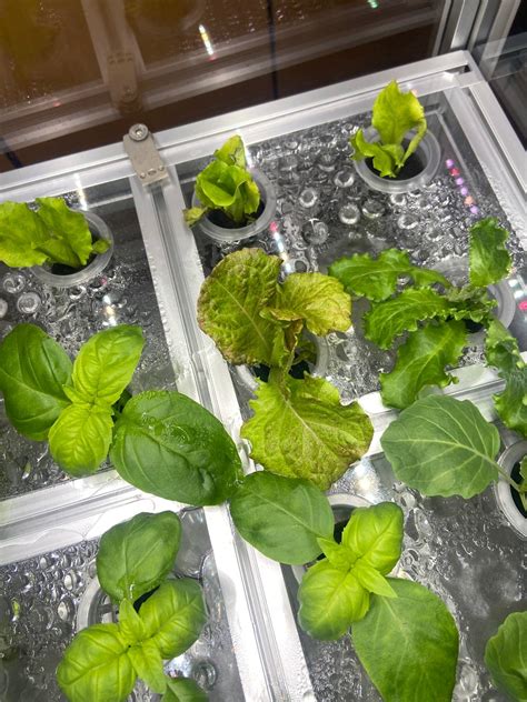 Plantsdetection Object Detection Dataset By Oybek Eraliev