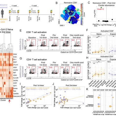Antigen Specific T Cells Are Induced By Vaccination Download Scientific Diagram