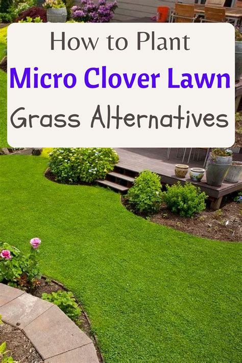 Clover Grass Hybrid Lawn At Joy Dawn Blog