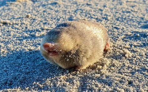Golden Mole That Swims Through Sand Is Rediscovered In South Africa