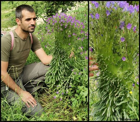 Rhodococcus Fascians