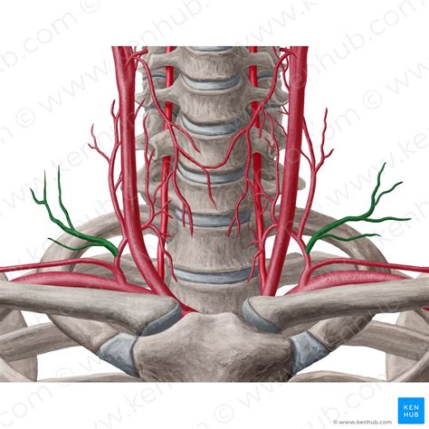 Levator Scapulae Origin Insertion Innervation Action Kenhub
