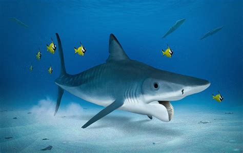 Helicoprion By Kepyle2055 On Deviantart