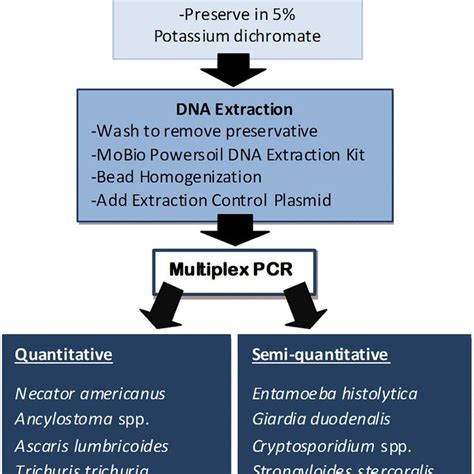 Flow Chart Of Sample Processing For Multiplex Pcr Detection Of Download Scientific Diagram