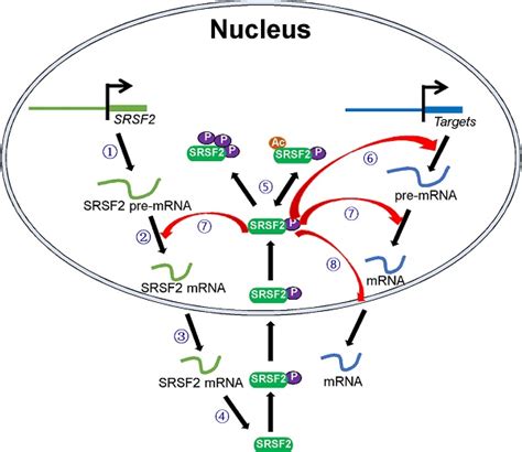 Splicing Factor Srsf2 Centric Gene Regulation