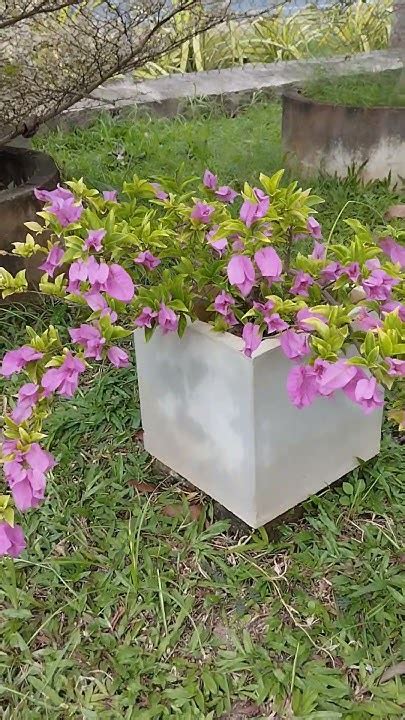 හැමදාම මල් පිපෙන බෝගන්විලා රහස් දැන ගන්න ඔයත් කැමතිද Youtube