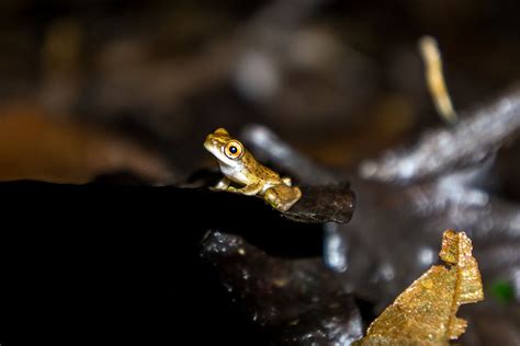 Costa Rica Treefrog