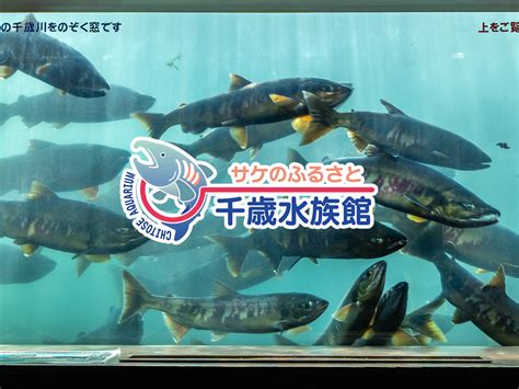 千歳水族館へお車でお越しのお客様へ サケのふるさと 千歳水族館
