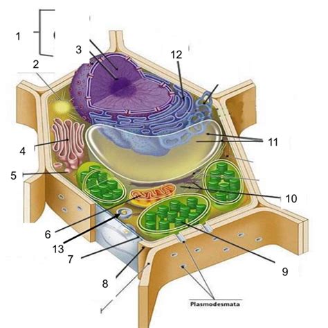 Plant Cell Part 1 Diagram Quizlet