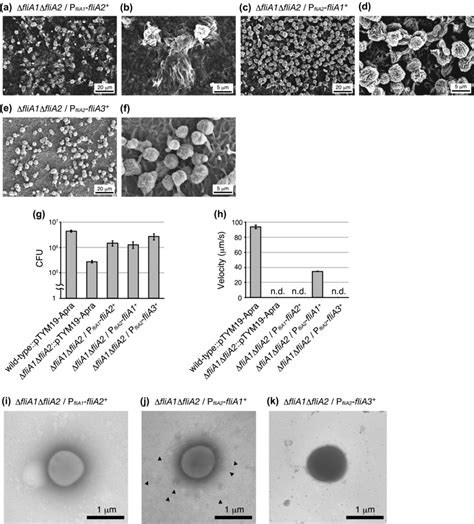 Complementation Test Of The Δflia1Δflia2 Mutant Using Download