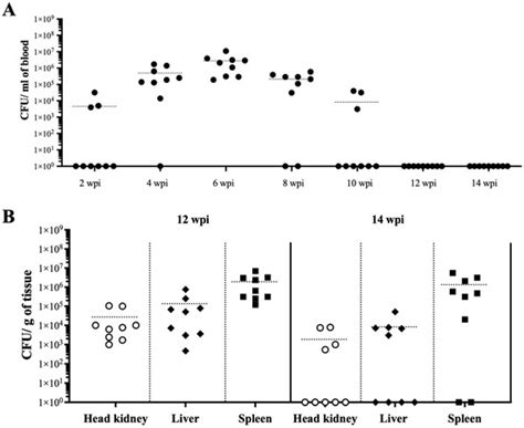 Microorganisms Special Issue Bacterial Infections In Aquaculture Of