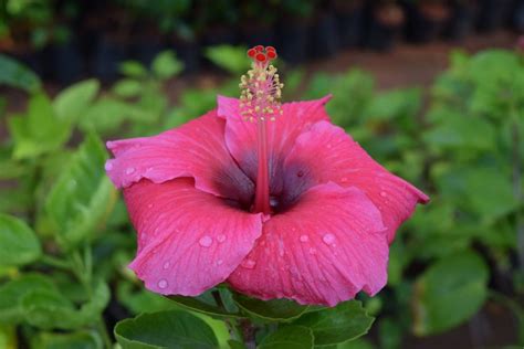 15 Plants Susceptible To Spider Mites And How To Keep Them Safe