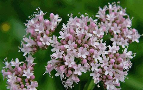 კატაბალახას ფესვები მოყვანა ნედლეულის დამზადება და გამოყენების წესი