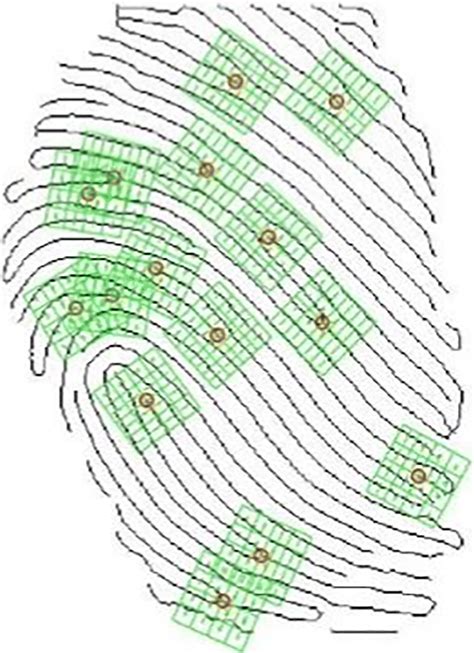 Sift Features In A Fingerprint Image Download Scientific Diagram
