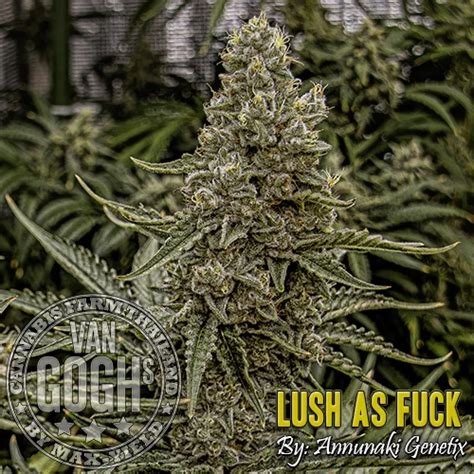Lush As Fuck Weed Strain Information Effects Thailand Review