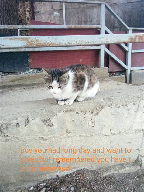 Nikatmg 😎😎😎 R Tmgsubmissions