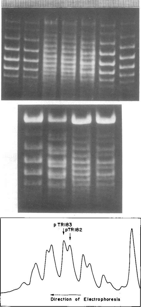 Table 1 From Helical Repeat Of Dna In Solution Dna Structure