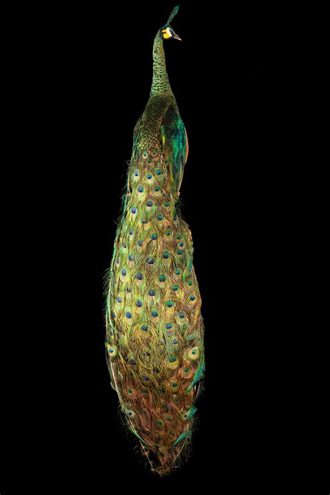 Rare Taxidermy Java Peacock A Glimpse Into The Enigmatic Green Peafowl