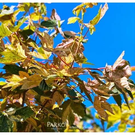 Klevas Platanalapis Acer Pseudoplatanus Nizetti 12102783